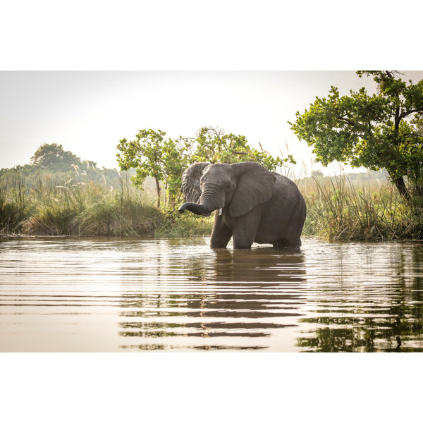 17 Stories Afrikanischer Elefant im Wasser stehend von Sasacvetkovic33 ... 17 Stories Afrikanischer Elefant im Wasser stehend von Sasacvetkovic33 ...